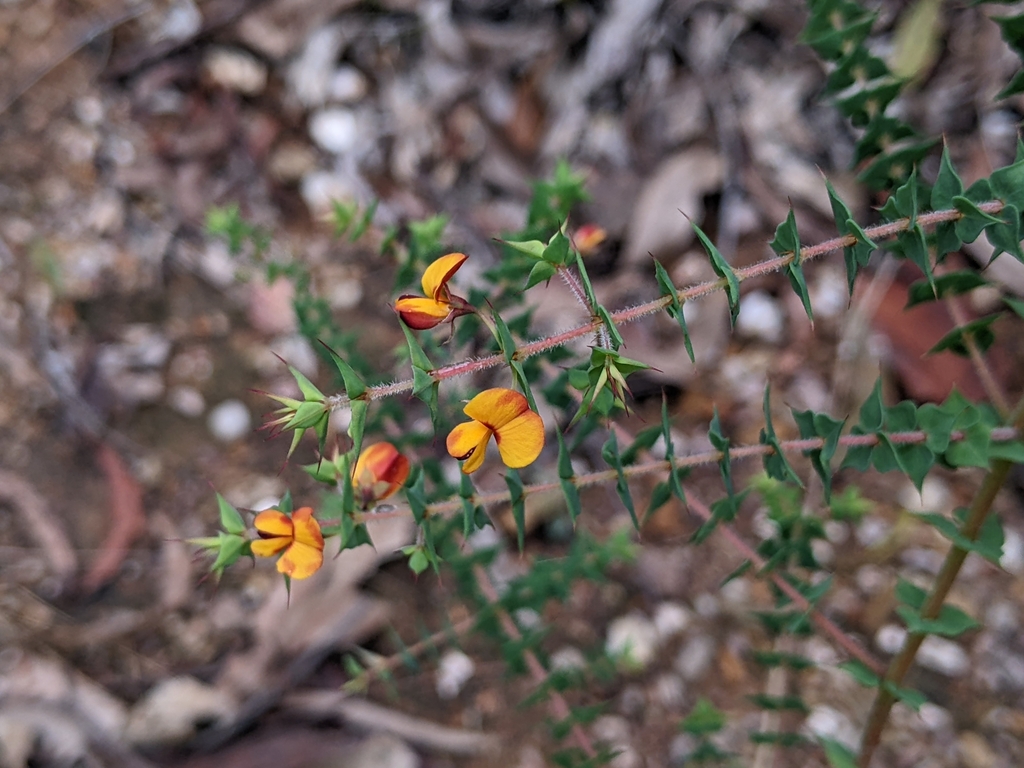 spiny bush-pea from JXGG+54, Bunya QLD 4055, Australia on March 22 ...