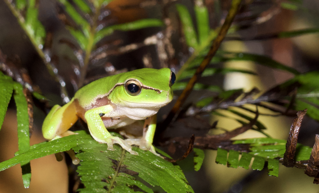 Leaf-green Stream Frog from Royal Nat'l Park NSW 2233, Australia on ...
