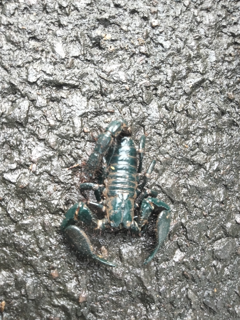 Asian Blue Forest Scorpion from CPVH+6WX, Babakan, Dramaga, Bogor Regency, West Java 16680 ...