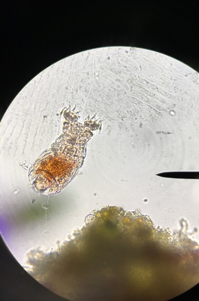 Common Rotifer from 11714 Barchetta Dr, Austin, TX, US on October 4 ...