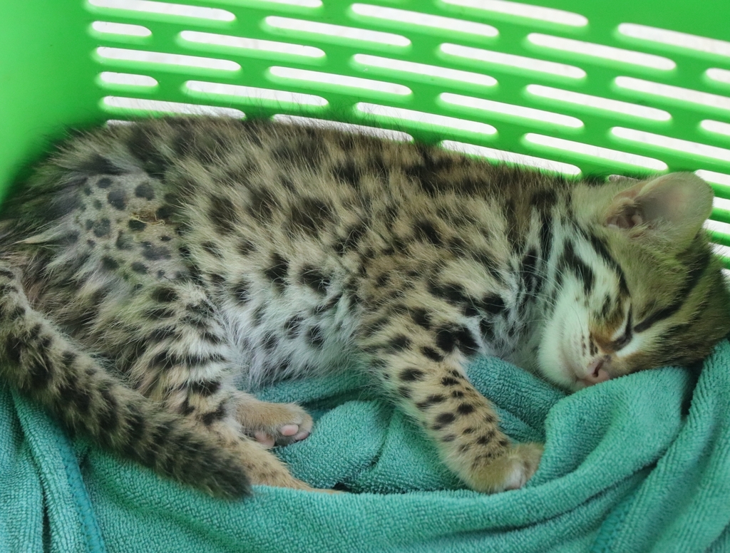 Mainland Leopard Cat from Saphan Hin, Nong Mamong District, Chai Nat ...