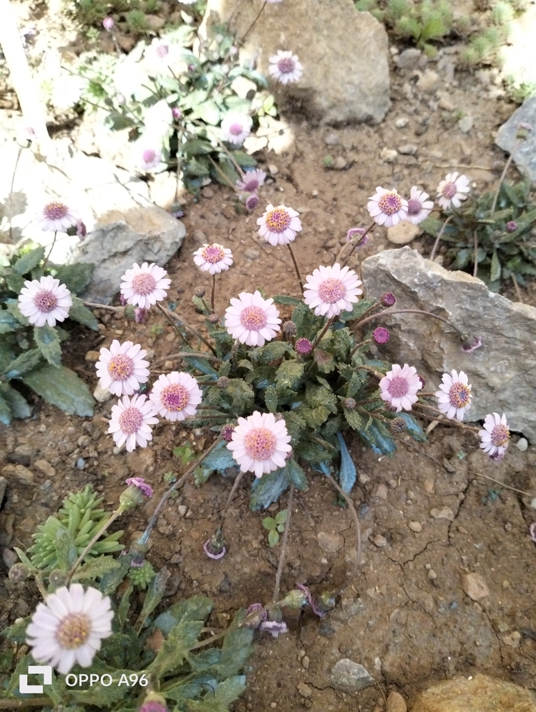 Senecio varicosus from 07100 Sóller, Illes Balears, Espanya on March 21 ...