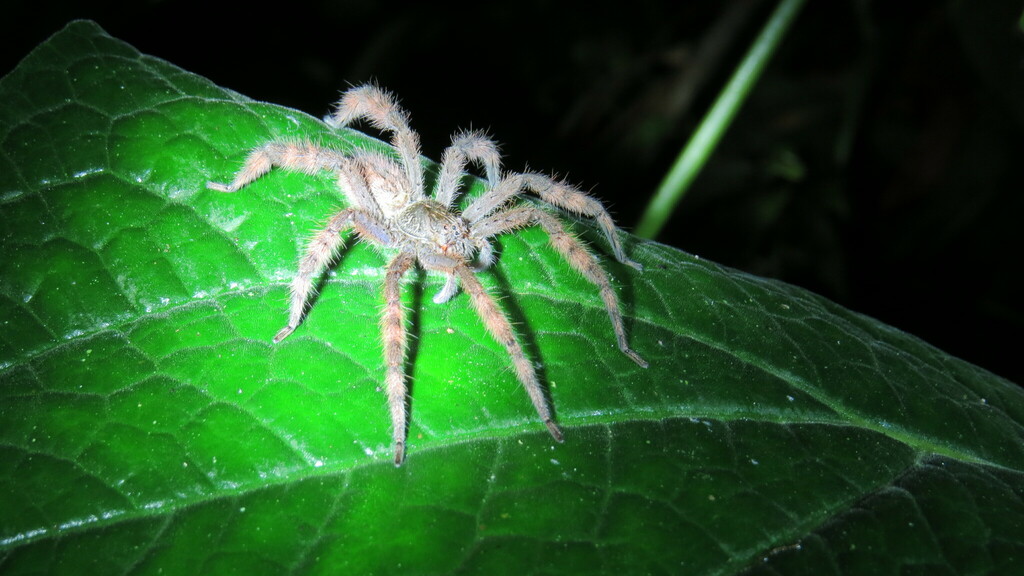 Red-thighed Bromeliad Spider from Metropolitan District of Quito ...
