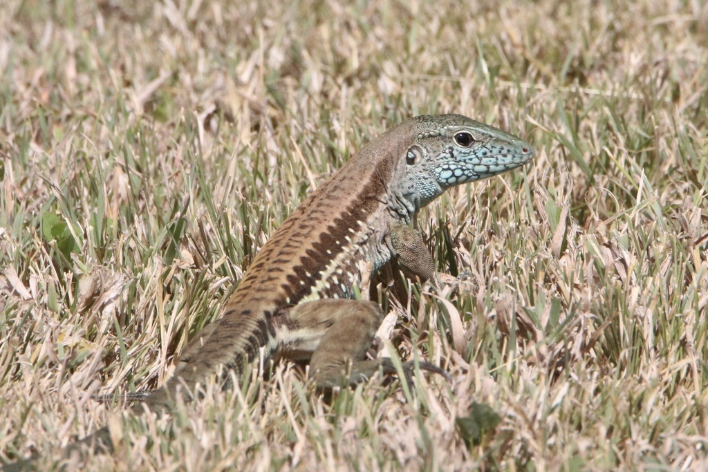 Grenadine Ameiva from Grenada, Grenada, GD on March 13, 2023 at 10:02 ...