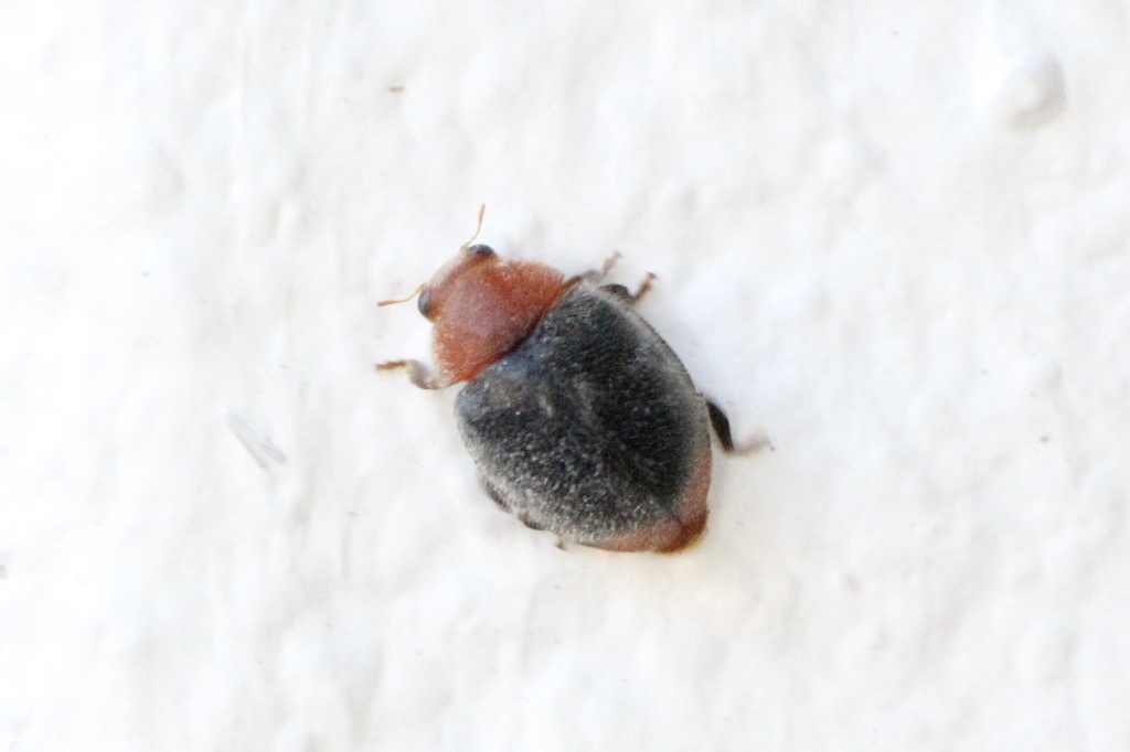 Mealybug Destroyer from Grenada, Grenada, GD on March 16, 2023 at 08:14 ...