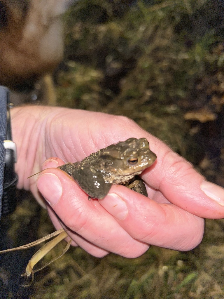 European Toad from Zealand, Holte, Capital Region of Denmark, DK on ...