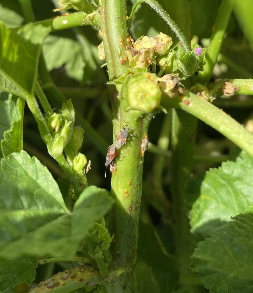 Lime seed bug from Tenerife, Tegueste, Santa Cruz de Tenerife, ES on ...