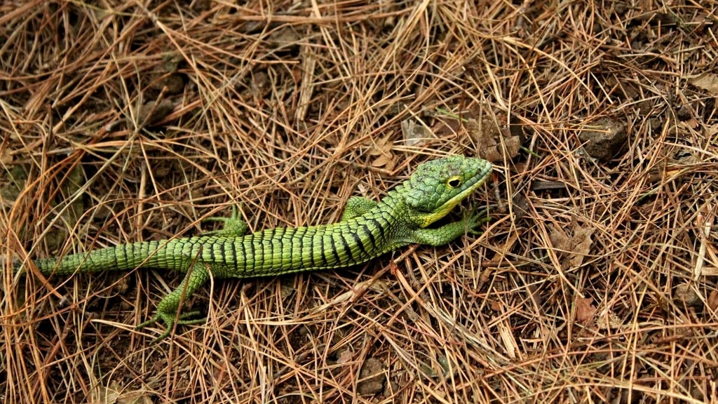 Terrestrial Arboreal Alligator Lizard in March 2023 by Yuzani Olivares ...