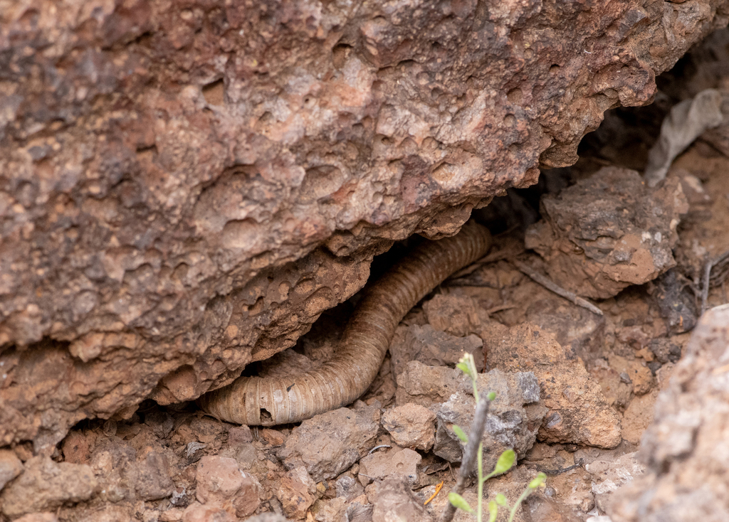 Desert Millipede from Pima County, AZ, USA on March 16, 2023 at 12:41 ...