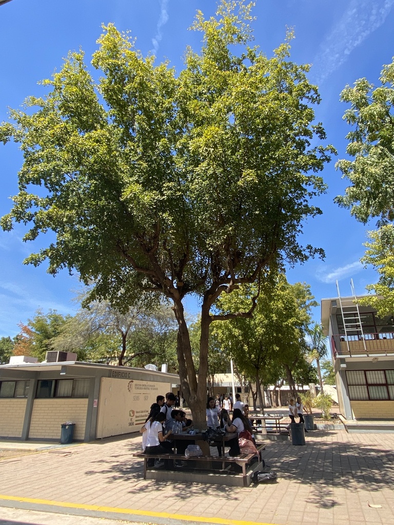 dicots from Centro de Bachillerato Tecnológico Industrial y de ...