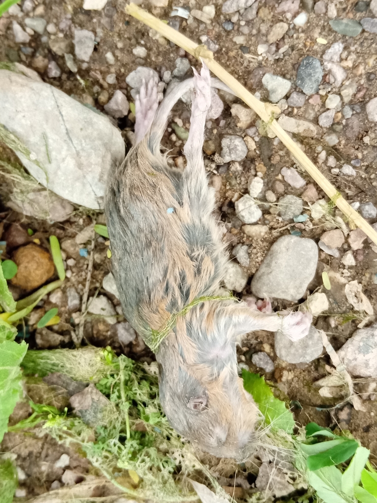 Southern Pocket Gopher from Moctezuma, Son., México on March 20, 2023 ...