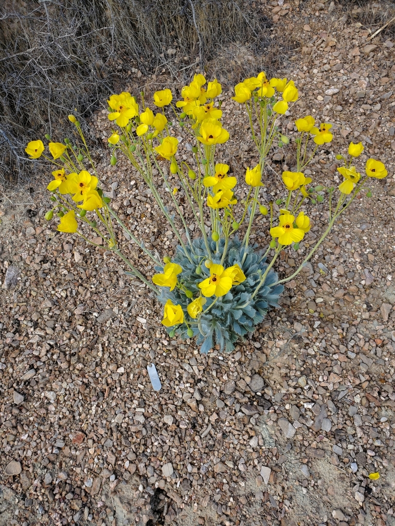 Las Vegas Bearpoppy in April 2022 by Kelsey Graham · iNaturalist