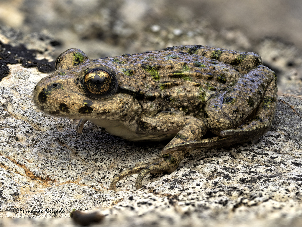 Lusitanian Parsley Frog from 8100 Querença, Portugal on March 22, 2023 ...