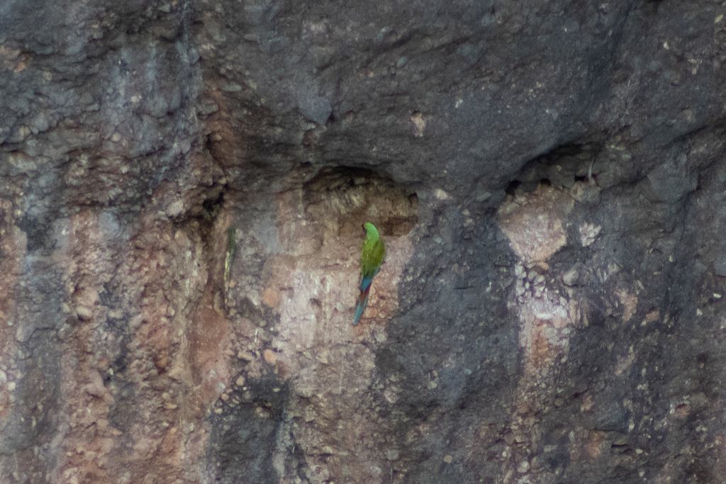 Military Macaw in March 2023 by Edwin Jair Ortega Jimenez · iNaturalist