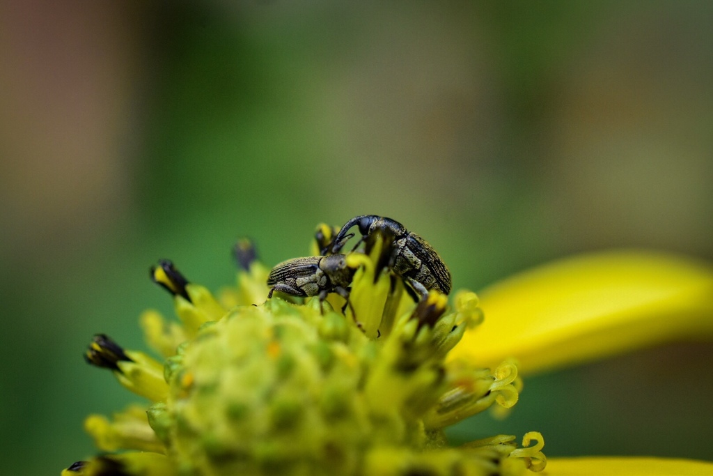 True Weevils from 23040, Cumberland, VA, US on September 3, 2018 at 02: ...