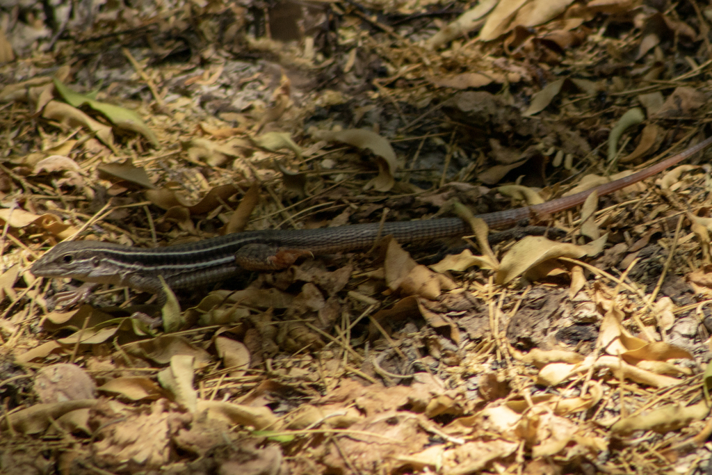 Mexican Whiptail from Zapotitlán, Pue., México on March 17, 2023 at 10: ...