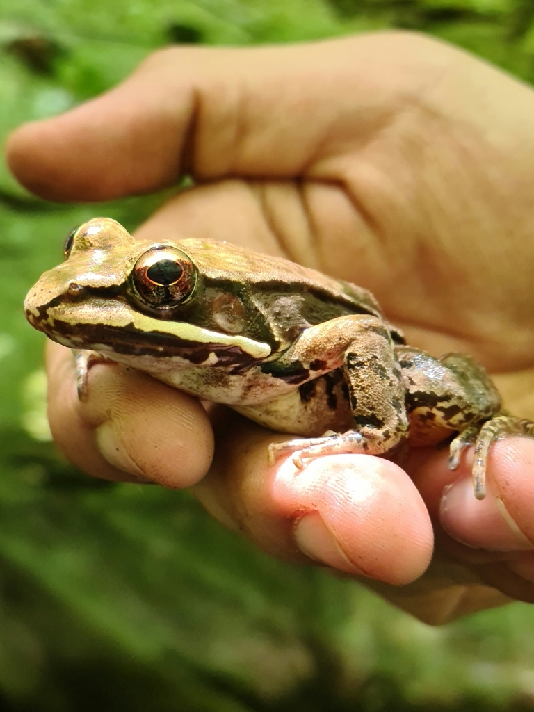 Highland Frog from El Playón on March 22, 2023 at 12:38 PM by msg19 ...