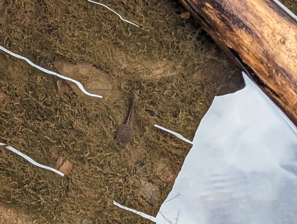 Green Frog from Lucy Stone Hall, Rutgers University Livingston Campus ...