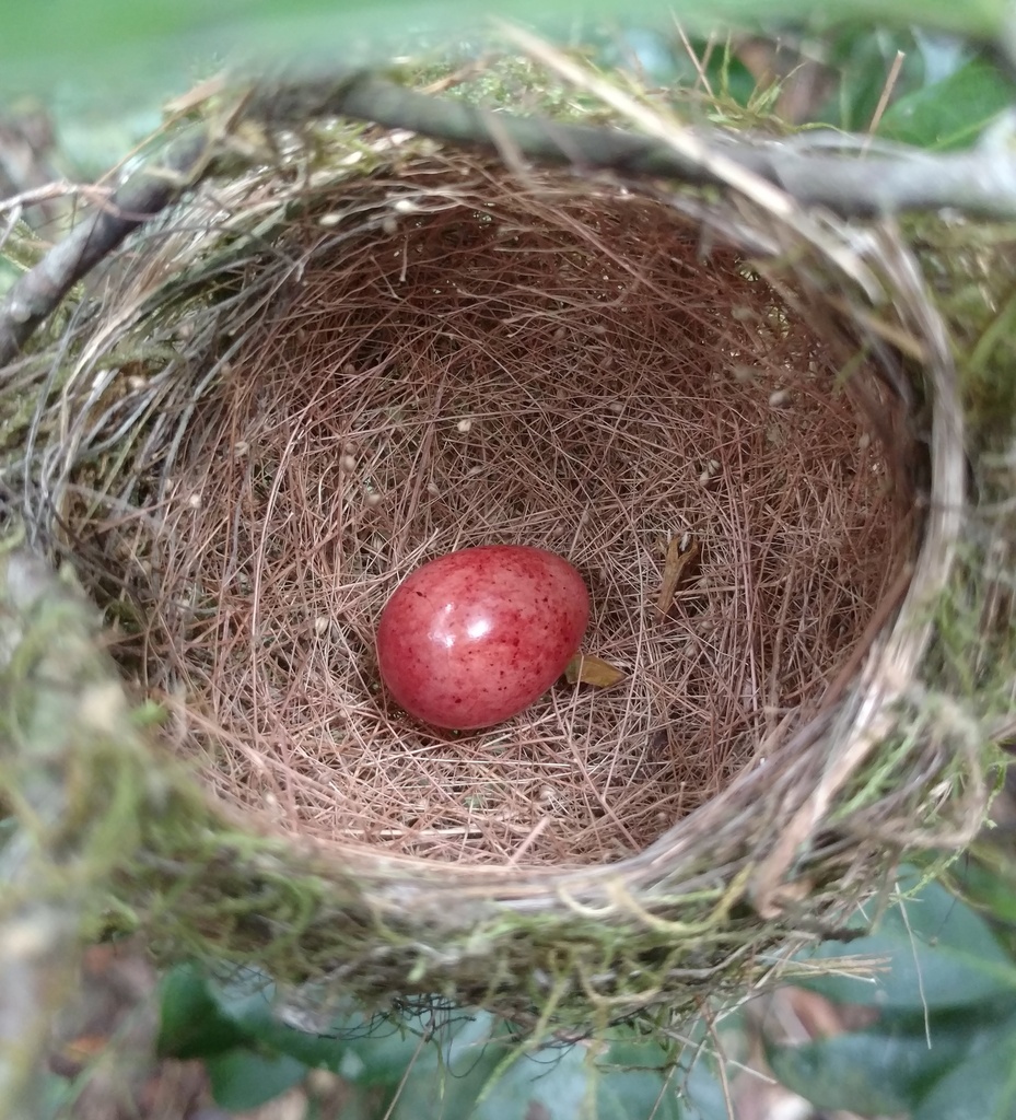 Spectacled Tetraka from Moramanga District, Madagascar on October 26, 2017 at 07:41 AM by Daniel ...