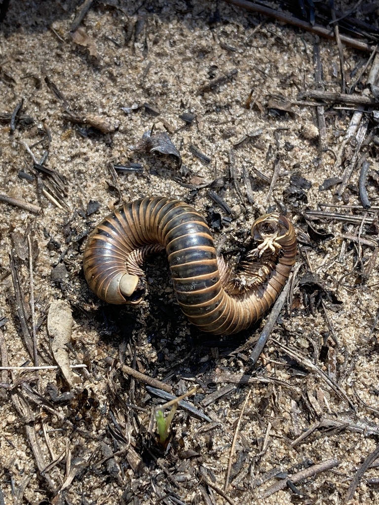 Florida Ivory Millipede from Newton, GA, US on March 22, 2023 at 02:38 ...