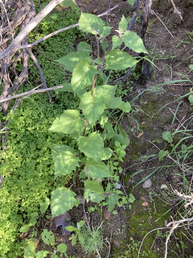 canyon sunflower from Tijuana River Valley, San Diego, CA, US on March ...