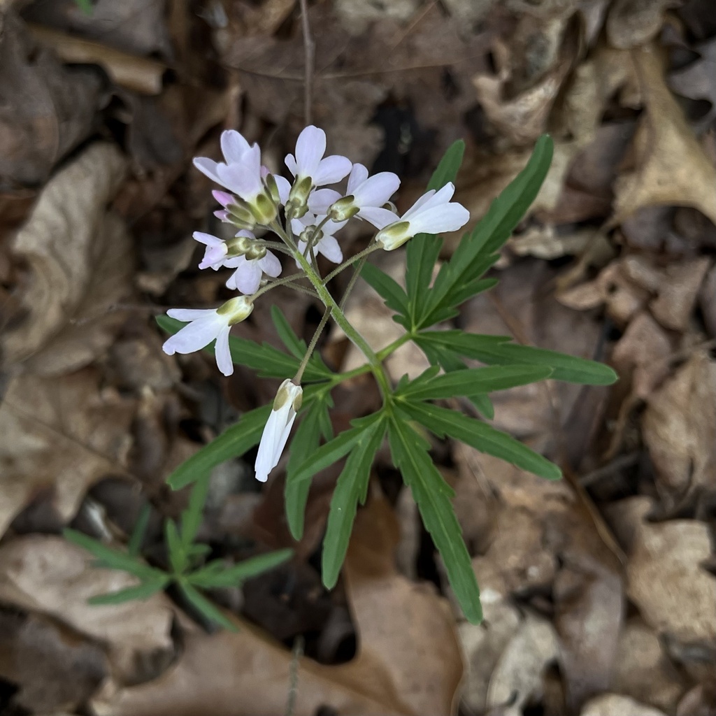 cut-leaved toothwort from Tonto Cir, Cherokee Village, AR, US on March ...