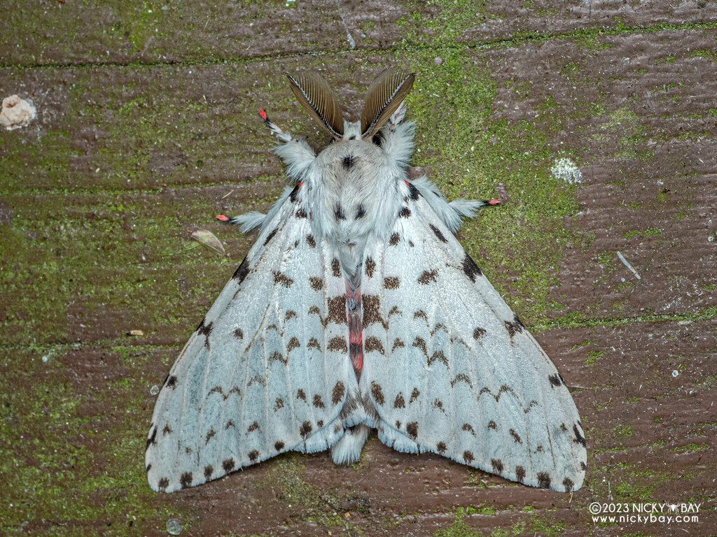 Lymantria bivittata from Bukit Fraser, 49000 Bukit Fraser, Pahang ...