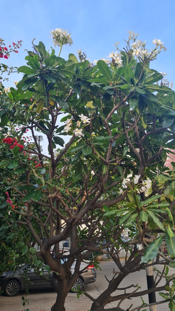 Frangipani trees from Ambalipura, Haralur, Karnataka 560103, India on ...