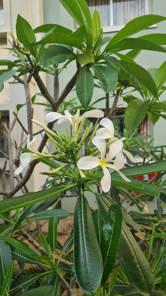 Frangipani trees from Ambalipura, Haralur, Karnataka 560103, India on ...
