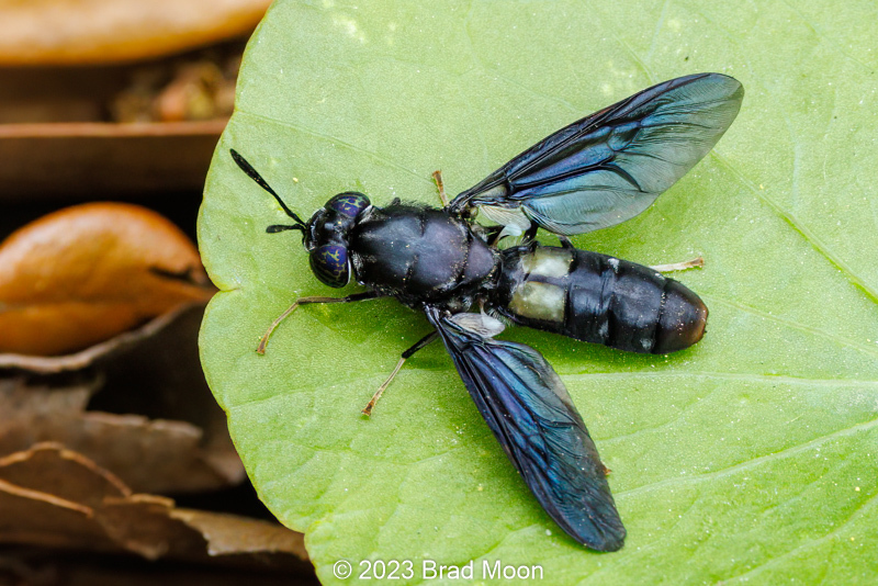 Black Soldier Fly in March 2023 by Brad Moon · iNaturalist