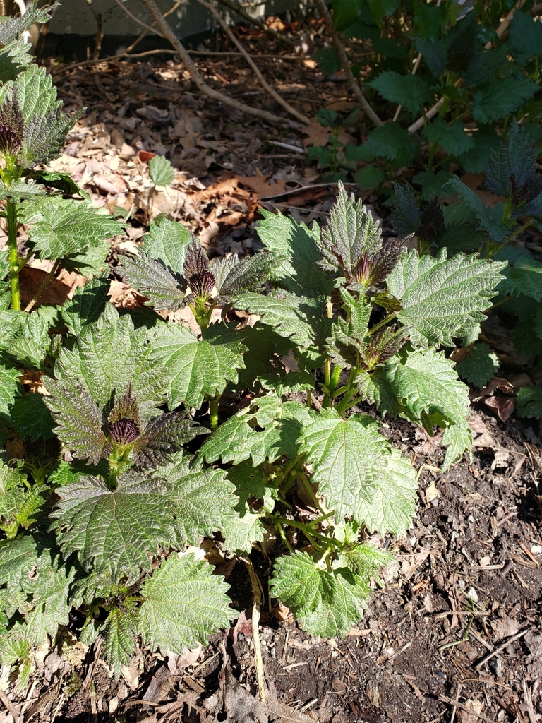 great stinging nettle from Outdoor Aquatic Unit, Victoria, BC V8P 3E6 ...