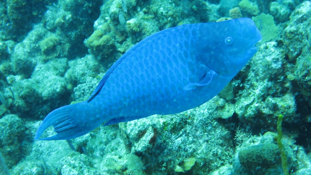 The Blue Parrotfish