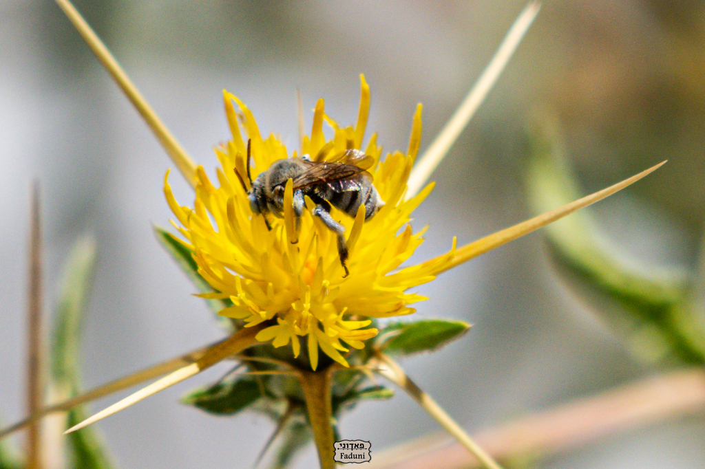 Tarsalia ancyliformis from יער קולה on June 6, 2021 at 01:58 PM by adir ...