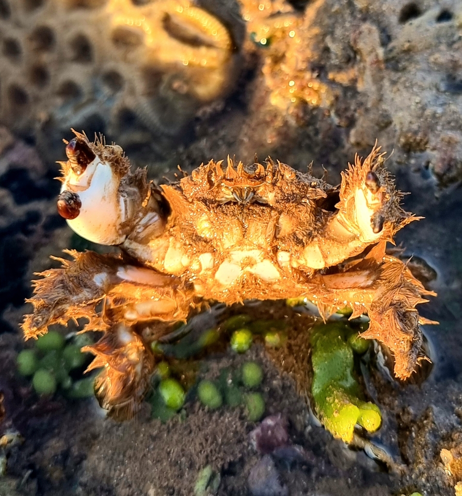 Pilumnus pulcher from Port Hedland WA 6721, Australia on March 23, 2023 ...
