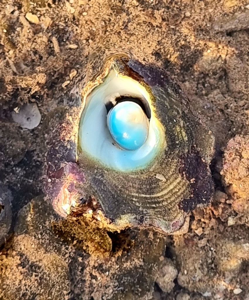 blue-mouthed turban from Port Hedland WA 6721, Australia on March 23 ...