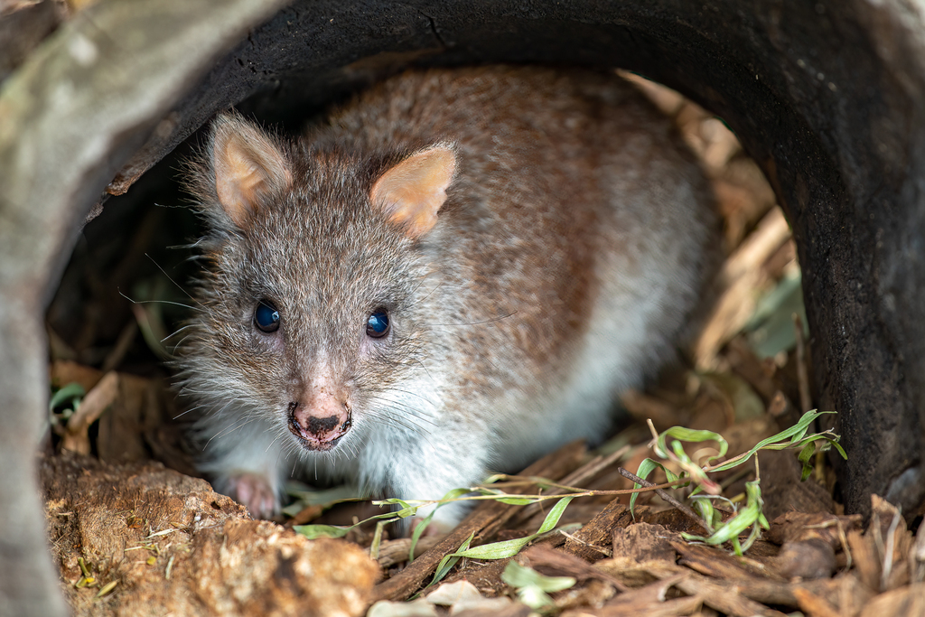 Macropods (Macropodiformes) - Know Your Mammals
