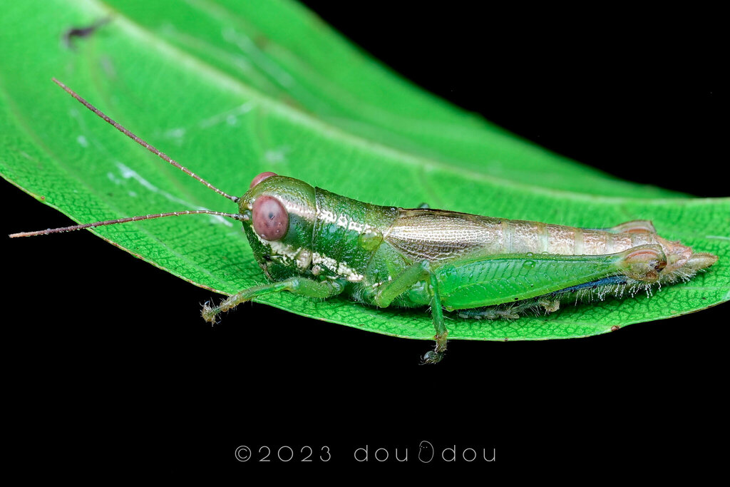 Longzhouacris hainanensis from 中国海南省昌江黎族自治县霸王岭 on January 11, 2023 at ...