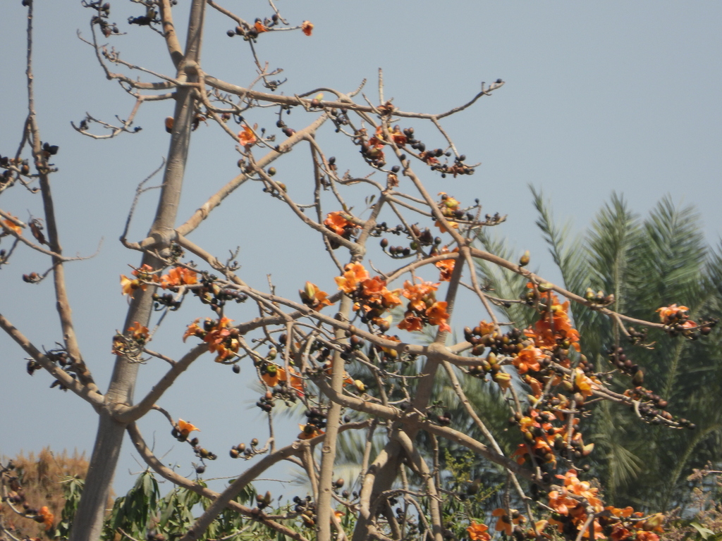 Red Silk Cotton Tree from Markaz Kom Ombo, Aswan Governorate, Egypt on ...