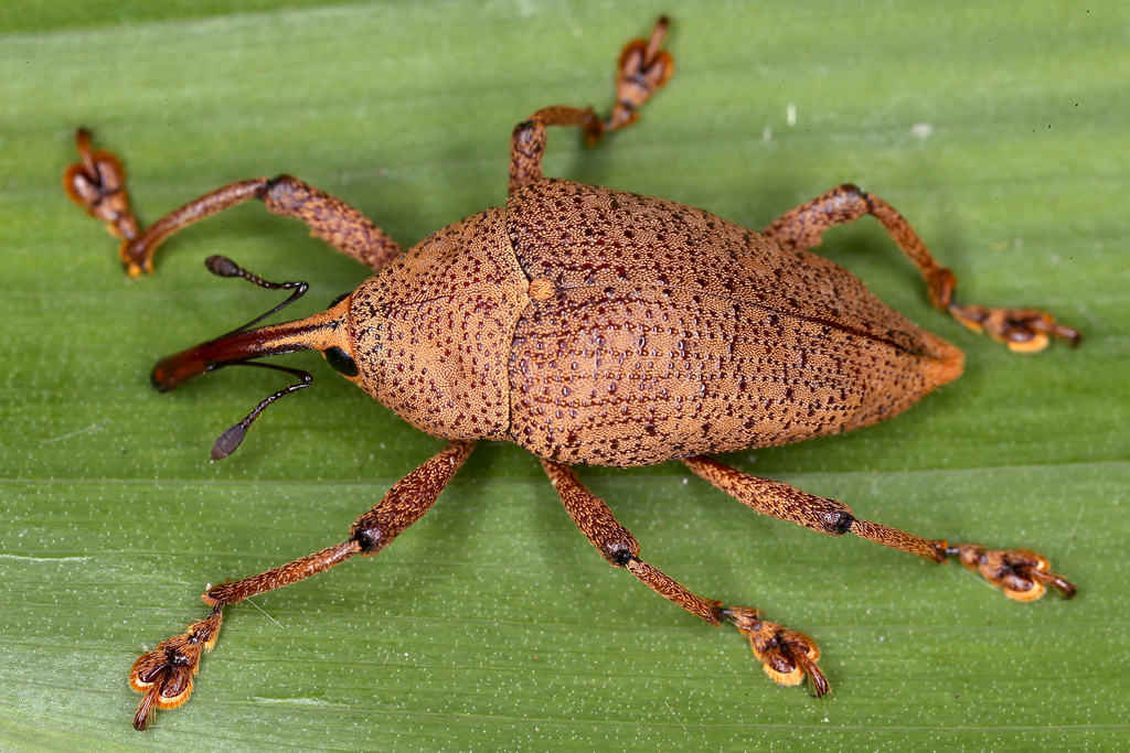 Cholus subcaudatus from San José Province, Rivas, Costa Rica on ...