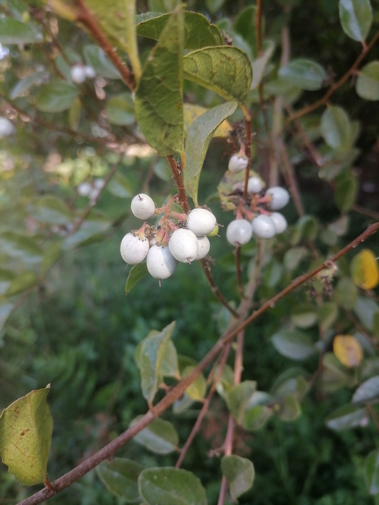 Azara celastrina from San Antonio, CL-VS, CL on March 23, 2023 at 10:41 ...