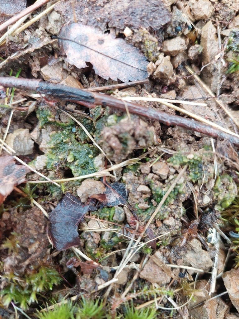 green algae from 413 90 Göteborg, Sverige on March 23, 2023 at 03:22 PM ...