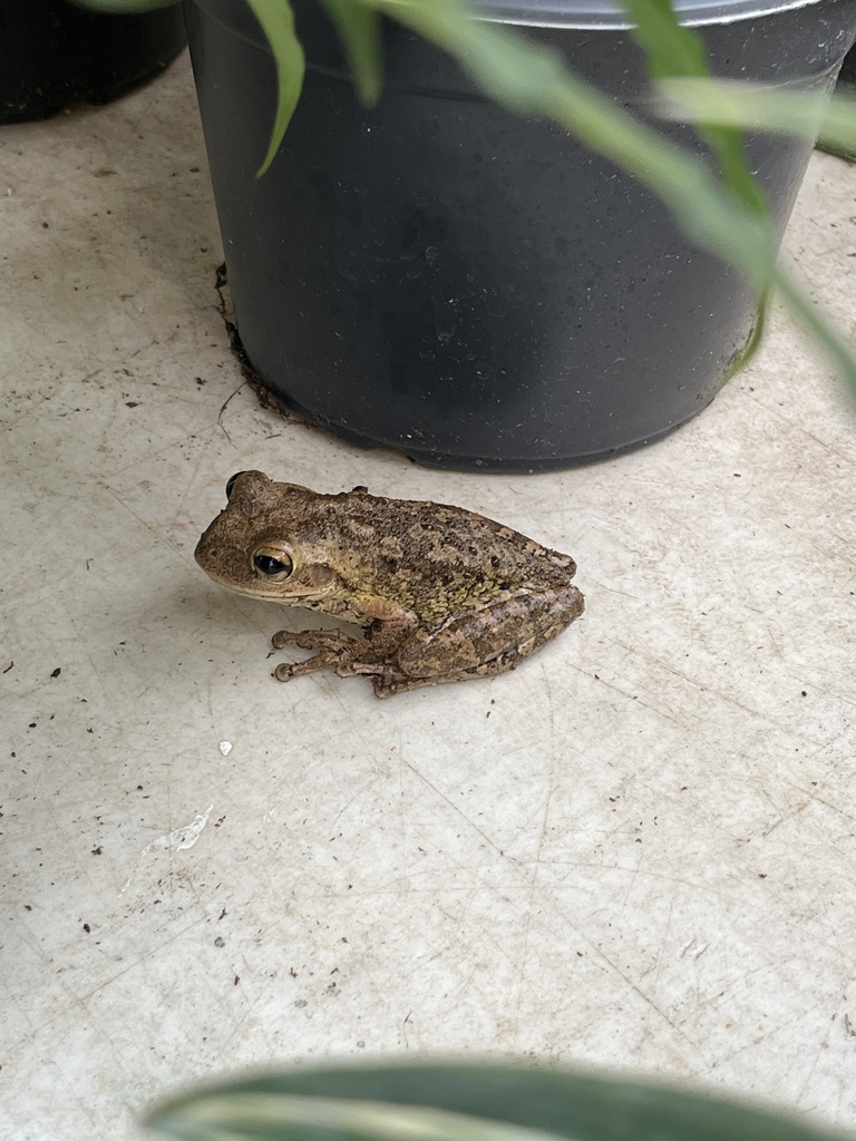 Cuban Tree Frog from Blue Rock Rd, Cincinnati, OH, US on March 23, 2023 ...