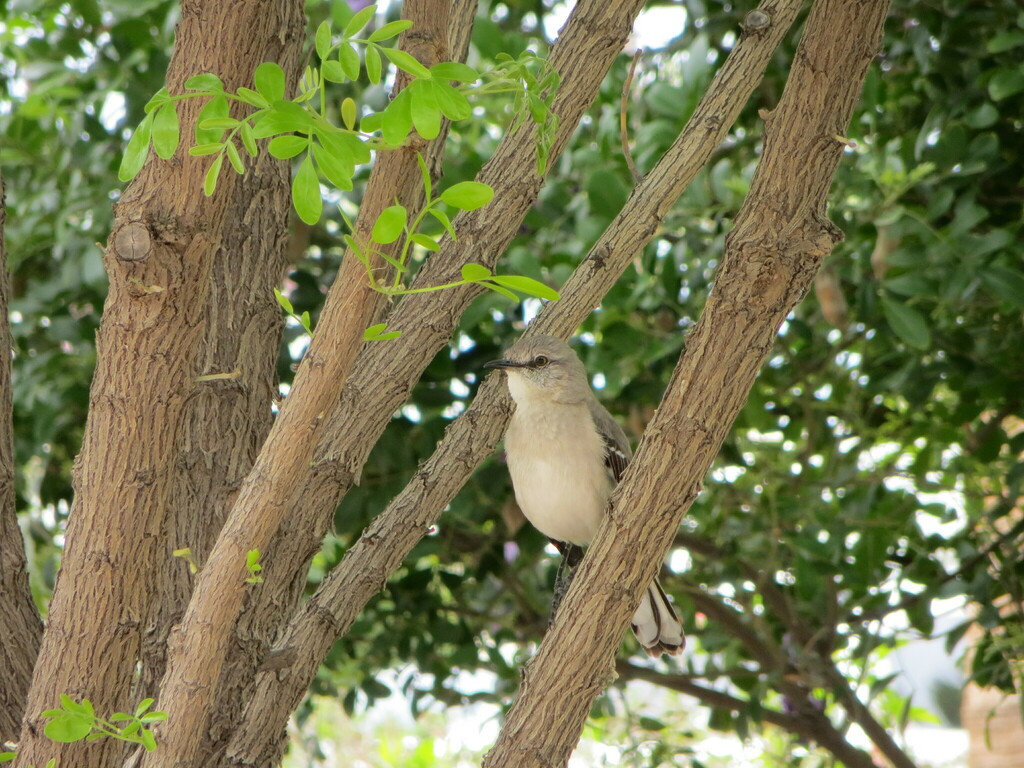 Northern Mockingbird from Litchfield Park, AZ, USA on March 20, 2023 at ...