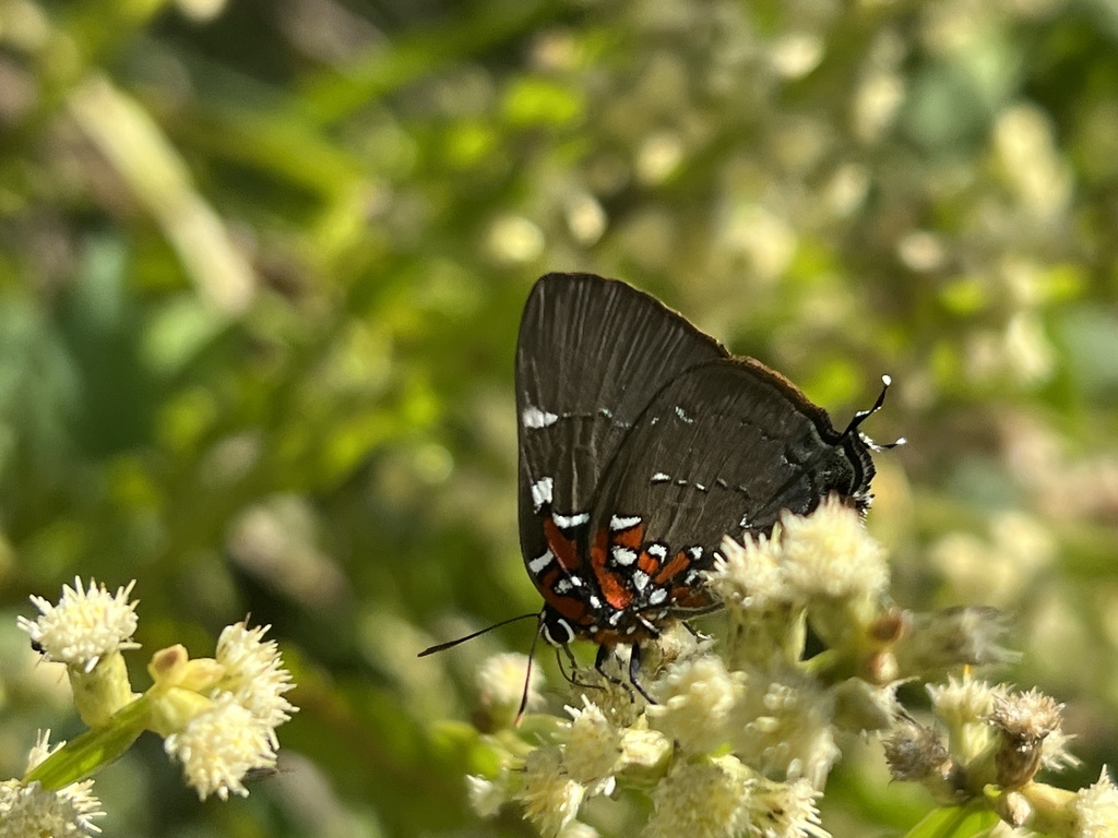 Brangas moserorum from Jardim Botânico, Curitiba, PR, BR on March 23 ...