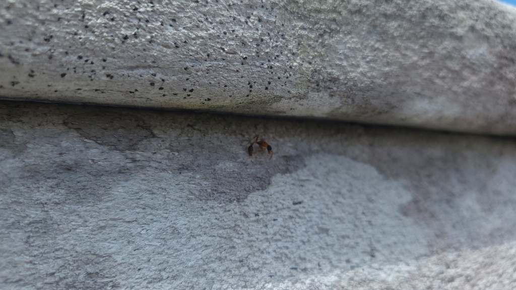 Graceful Twig Ant from Miami-Dade County, Everglades National Park, US ...