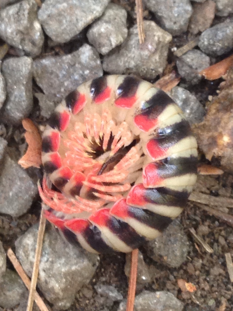 Black-and-gold Flat Millipede from Chattahoochee-Oconee National ...