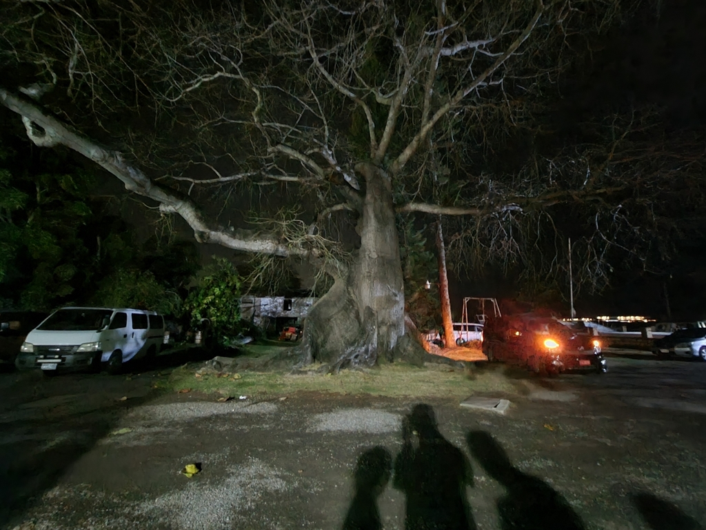Kapok Tree from F9JC+XGM, Florence Hall Village, Jamaica on March 16 ...