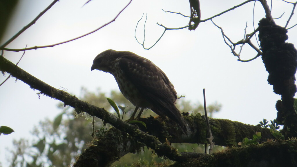 Broad-winged Hawk from Metropolitan District of Quito, Ecuador on March ...