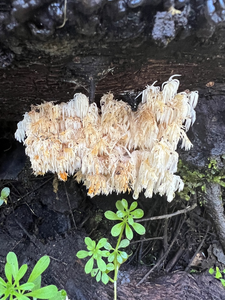 Coral tooth fungus from Westwood Hills Park, Napa, CA, US on March 23 ...