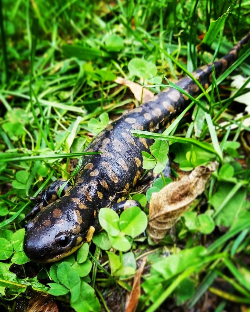Tiger Salamander in October 2018 by Julie Theim. This salamander was ...